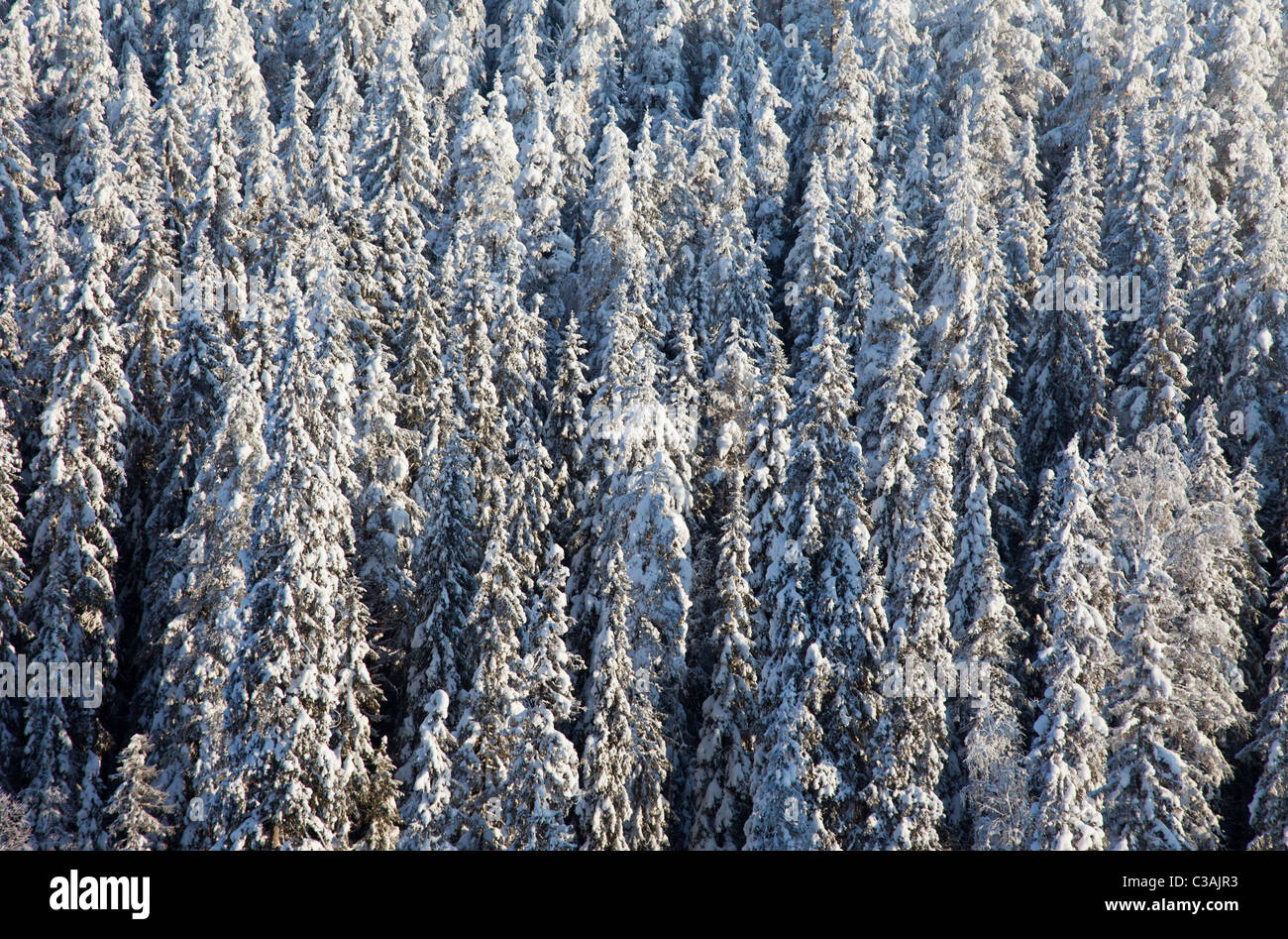 View of snow covered spruce ( Picea Abies ) trees in the taiga forest , Finland Stock Photo - Alamy