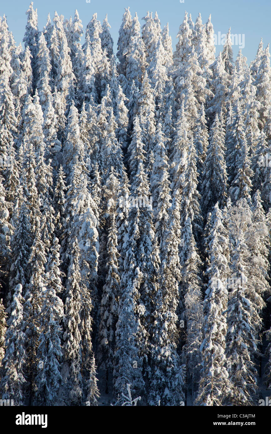 View of snow covered spruce ( Picea Abies ) trees in the taiga forest , Finland Stock Photo - Alamy