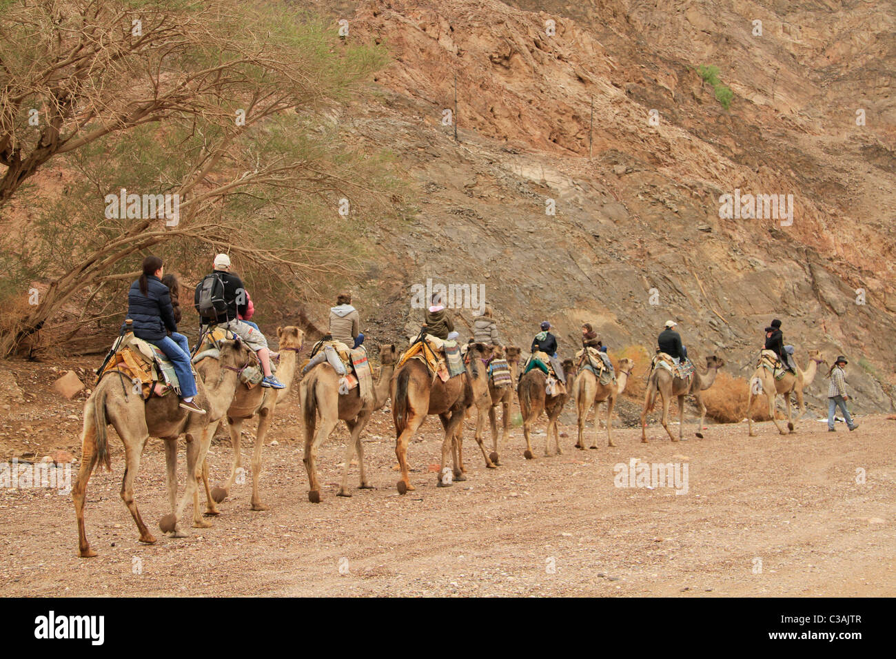 Camel riding israel hi-res stock photography and images - Alamy