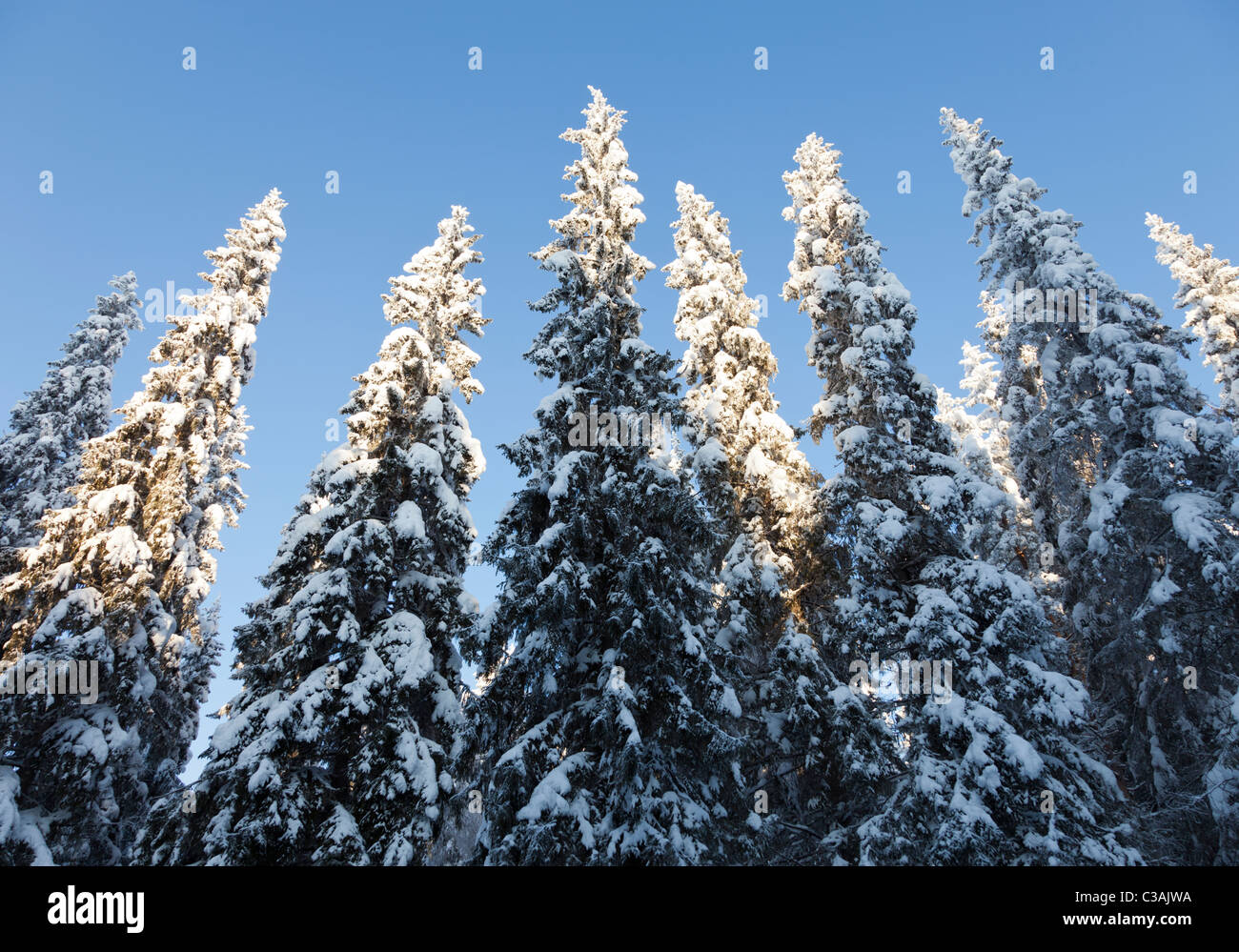 View of snow covered spruce ( Picea Abies ) treetops in the taiga forest , Finland Stock Photo ...