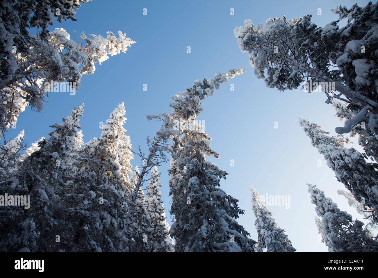 Bent treetops hi-res stock photography and images - Alamy