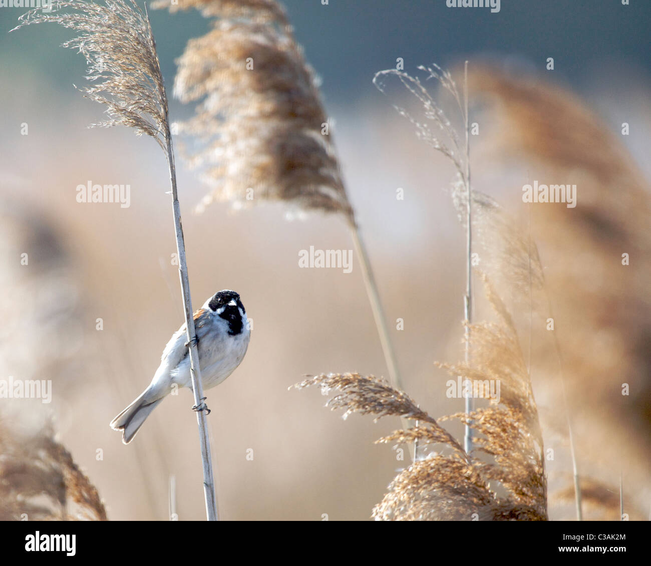 male reed bunting Stock Photo - Alamy