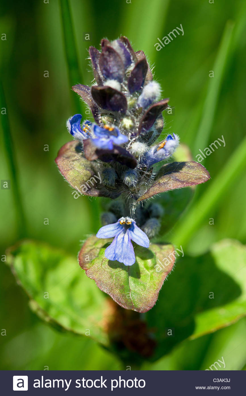 Bugleweed Carpet Stock Photos & Bugleweed Carpet Stock Images - Alamy