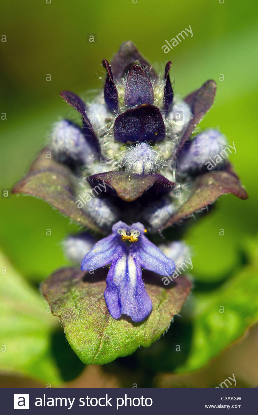 Bungleweed High Resolution Stock Photography and Images - Alamy