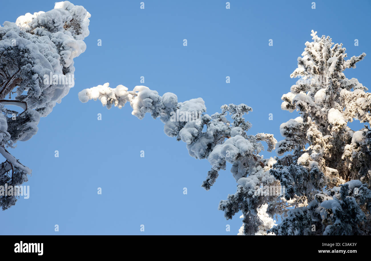 Snow load bends spruce ( Picea Abies ) treetops in the taiga forest , Finland Stock Photo - Alamy