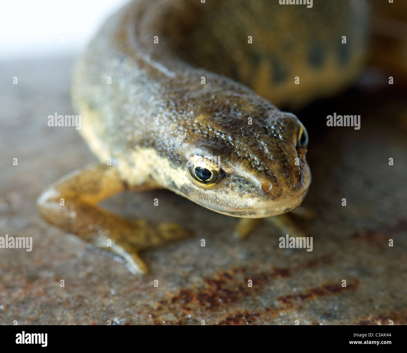 portrait of a common newt Stock Photo - Alamy