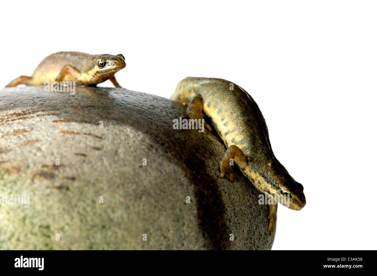 a pair of common newts Stock Photo - Alamy