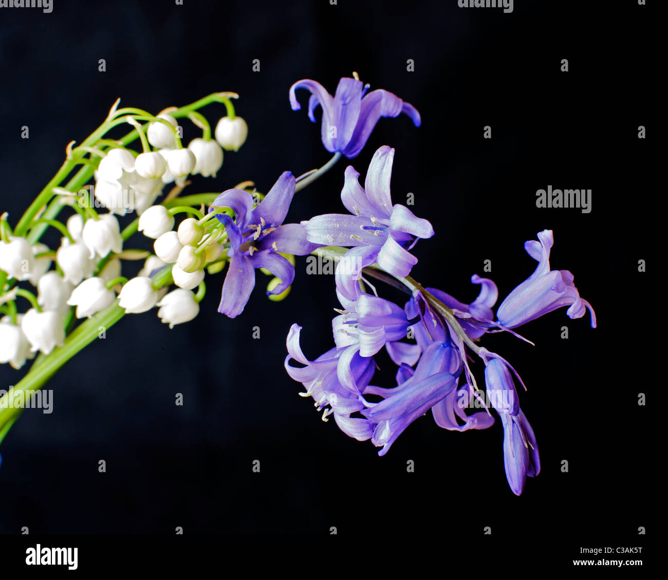 bluebell and lily of the valley Stock Photo - Alamy