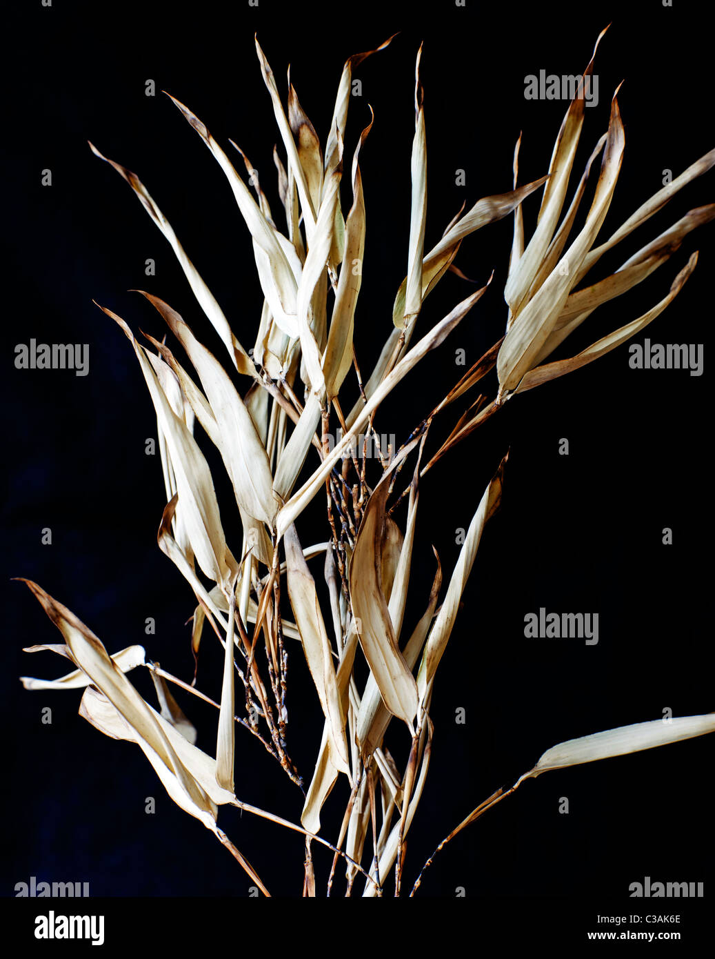 dried bamboo leaves Stock Photo - Alamy