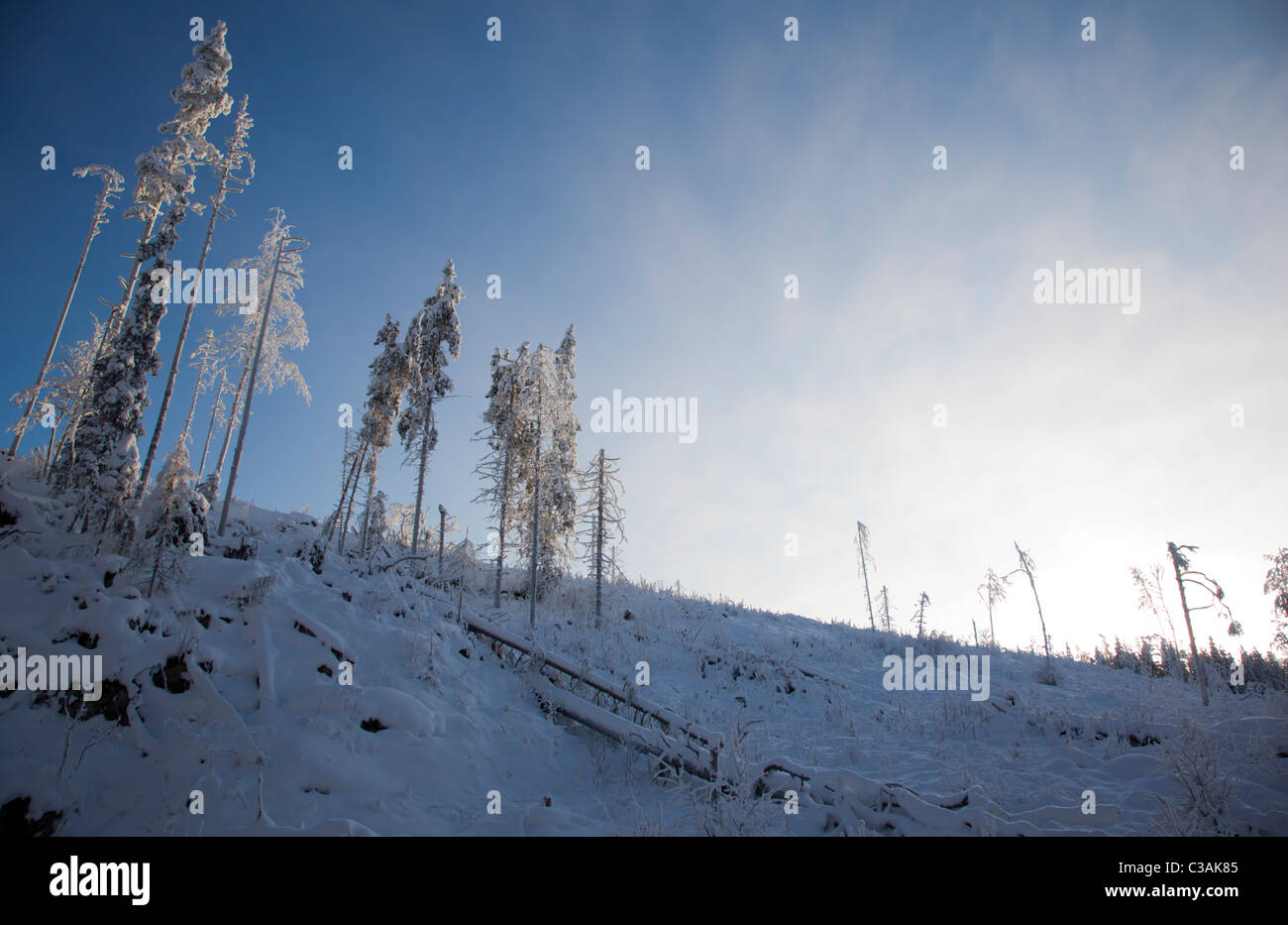 Clear Felled Area High Resolution Stock Photography and Images - Alamy