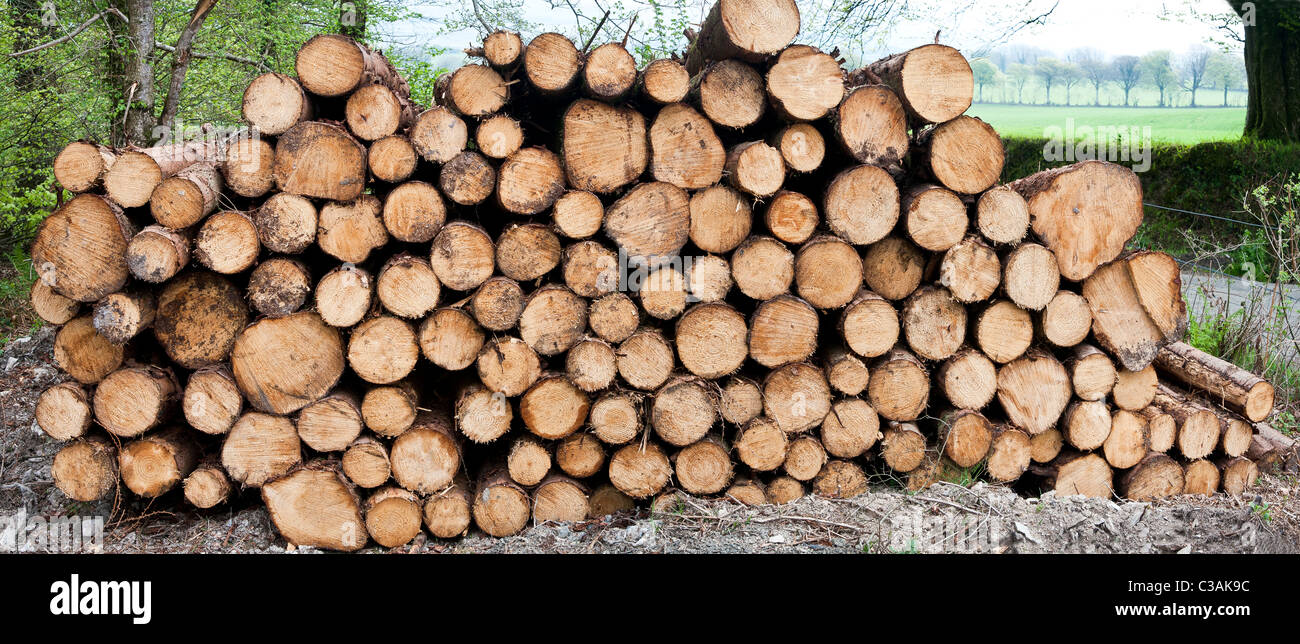 Piled-up timber in woodland, trunks cut to length and trimmed of ...