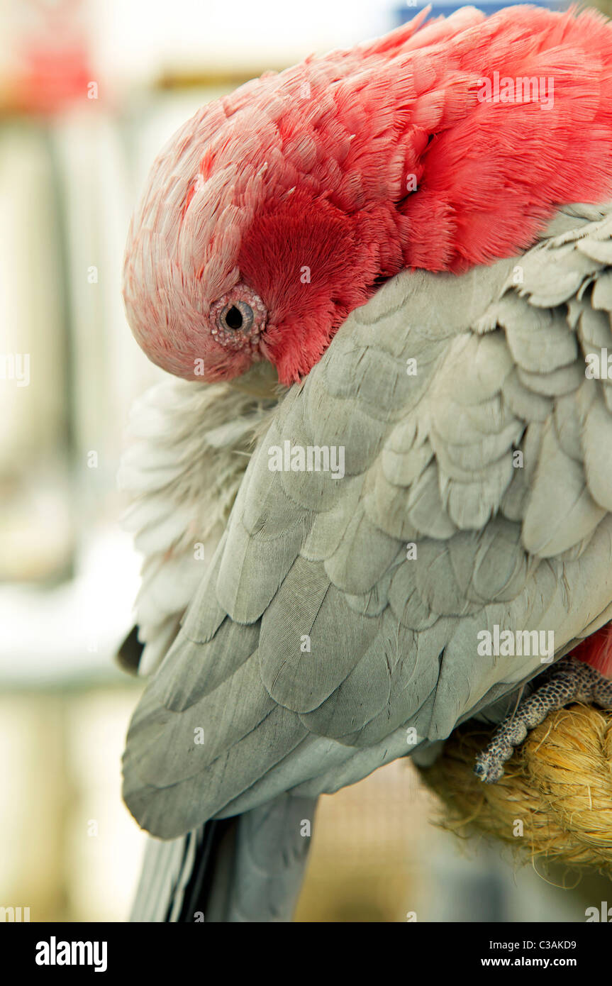 rose breasted cockatoo - Galah Stock Photo - Alamy