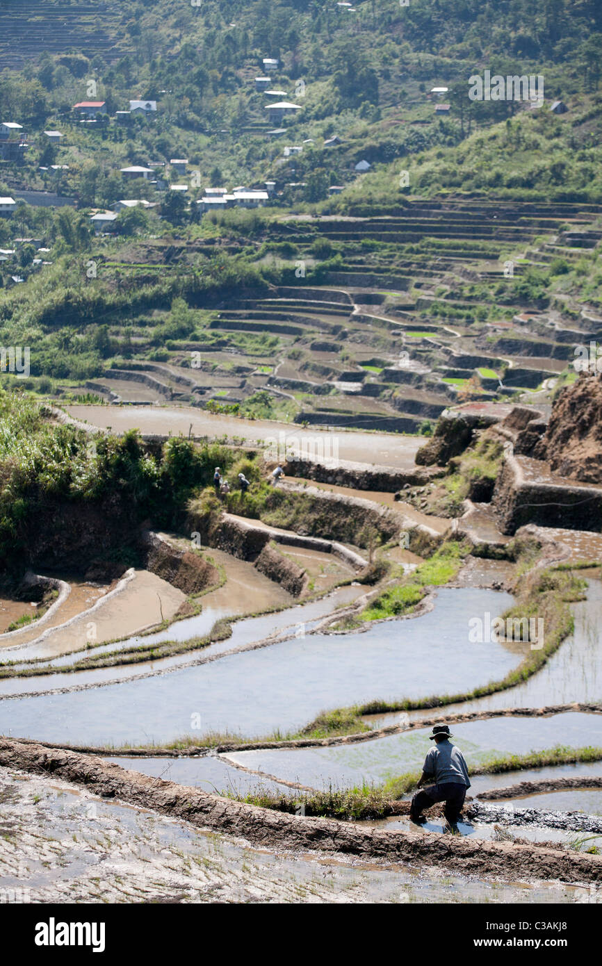 A woman preparing/rebuilding the walls of a rice terrace, North Luzon ...