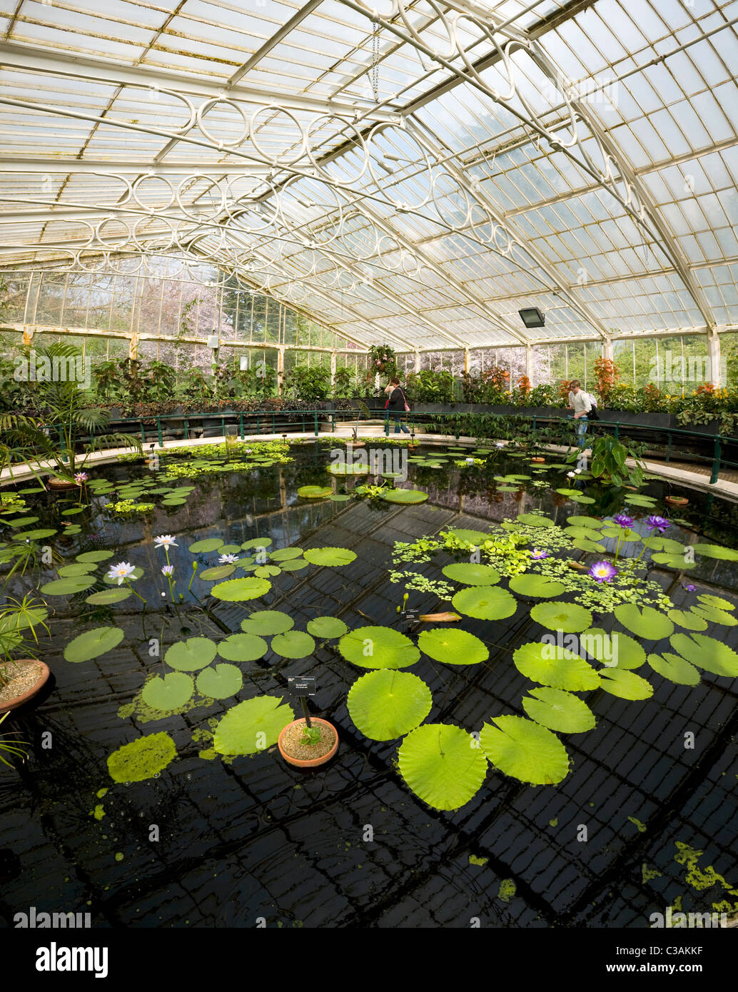 Lily ponds spring uk hi-res stock photography and images - Alamy