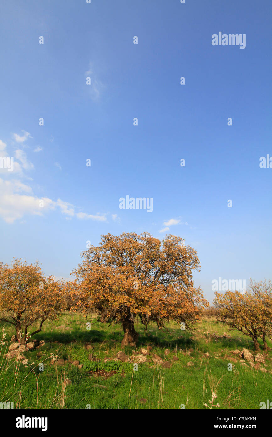 Golan Heights, Mount Tabor oak (Quercus ithaburensis) trees in Yehudiya ...
