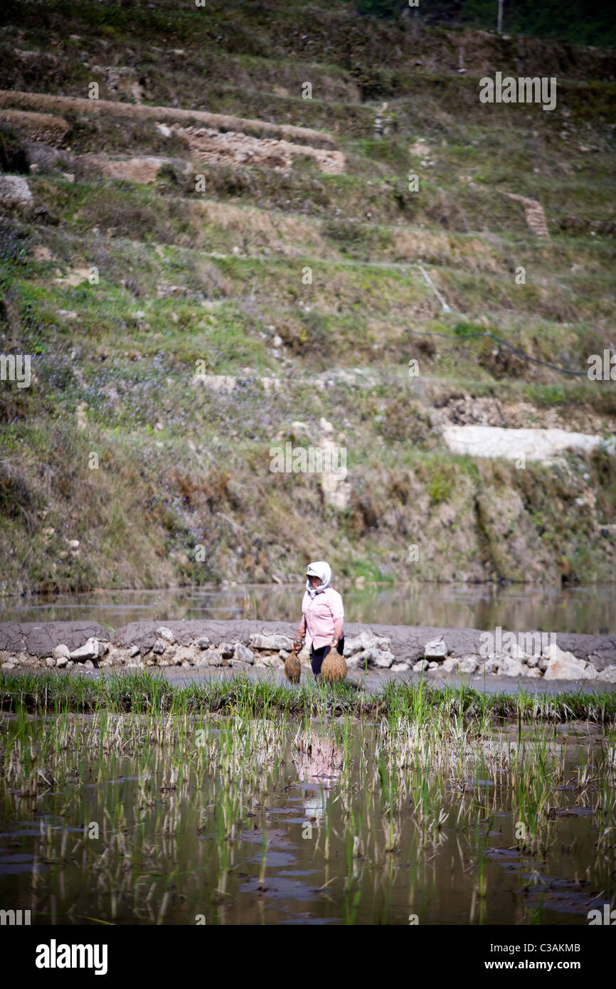 A woman in the distance planting rice, in a rice terrace, Philippines ...