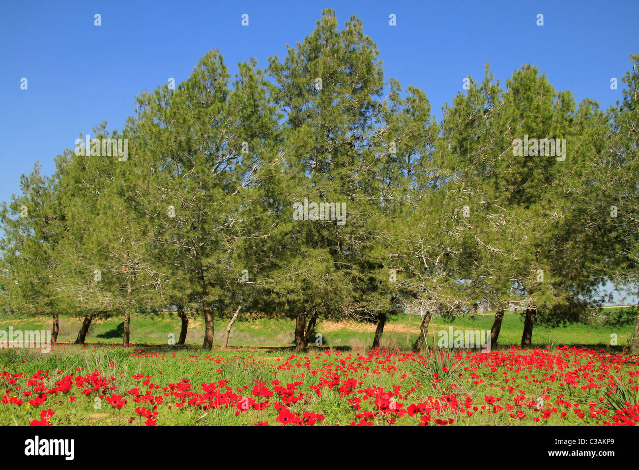Beeri forest hi-res stock photography and images - Alamy