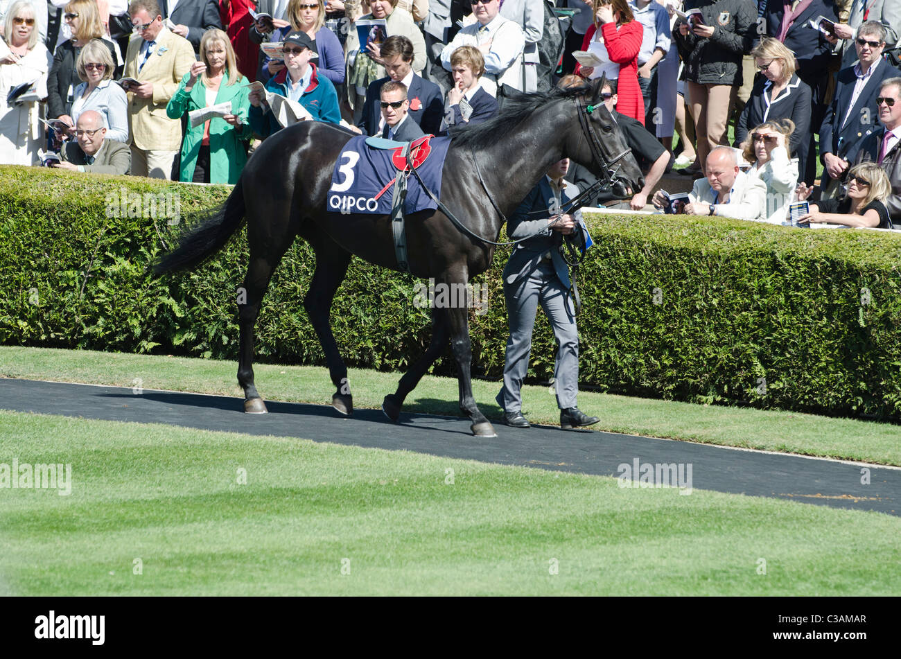 Racing horses parade ring hi-res stock photography and images - Alamy