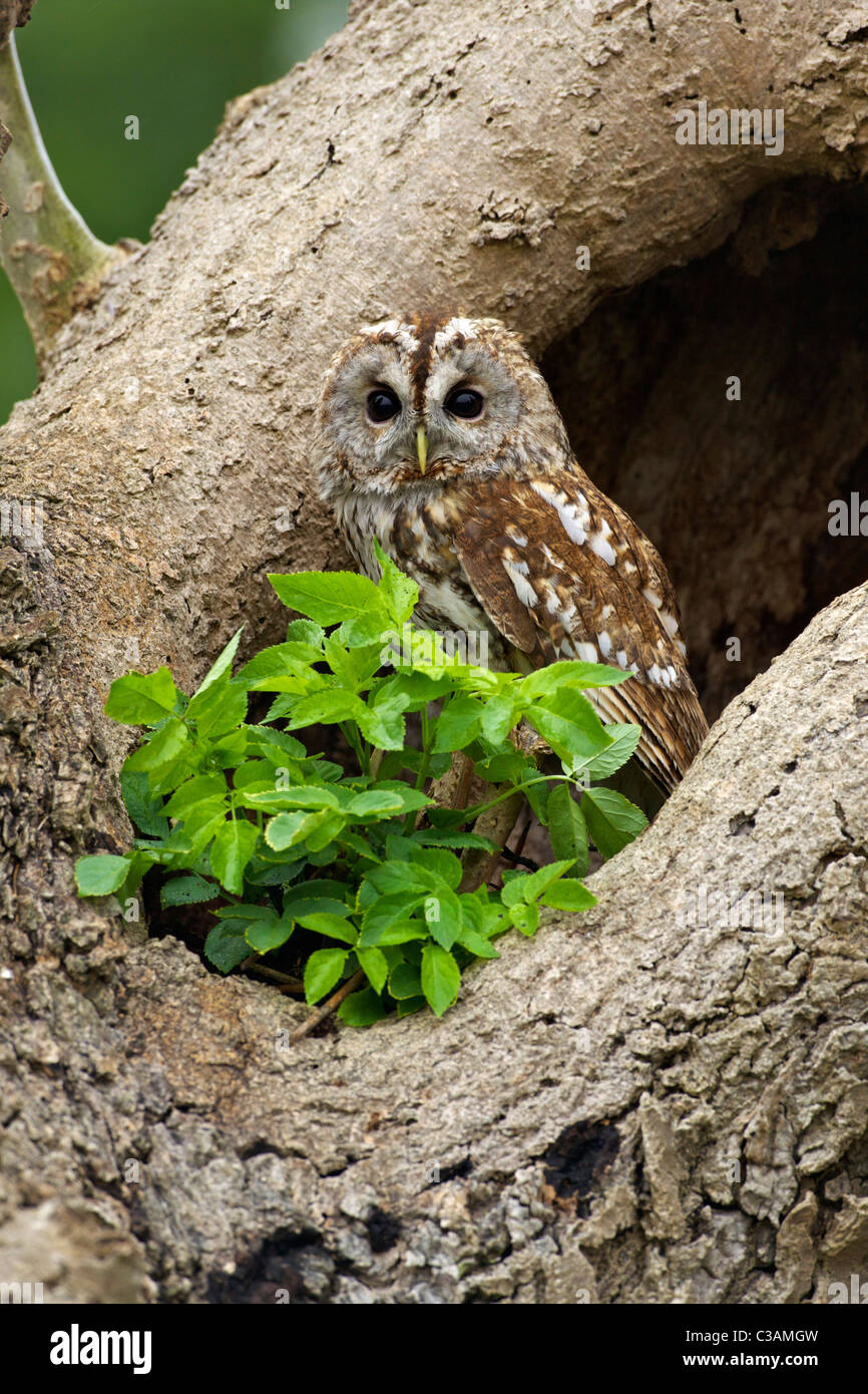Tawny Owl, Strix aluco, captive, Barn Owl Centre, Gloucestershire ...
