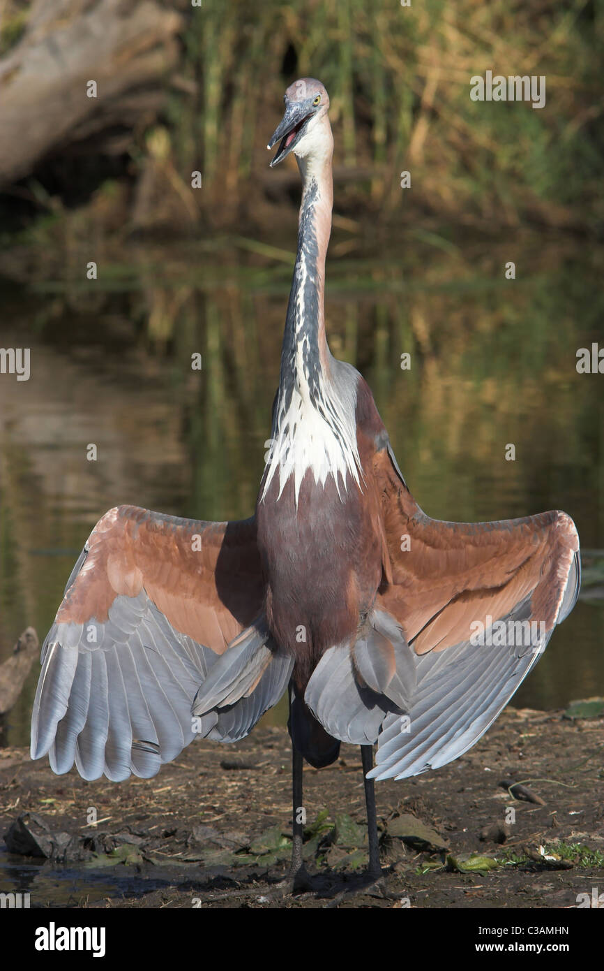 Goliath Heron showing off by displaying its wings Stock Photo - Alamy