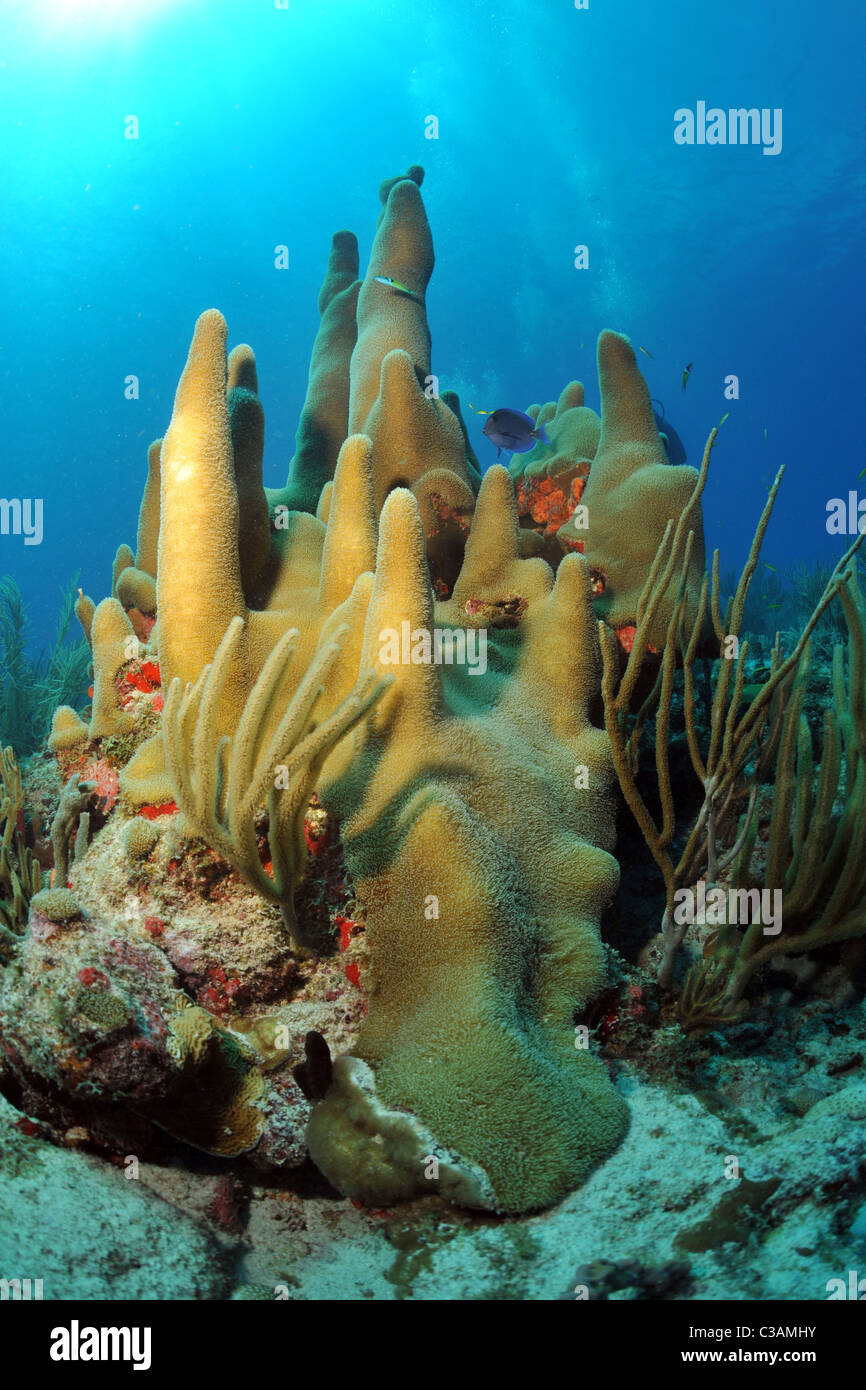 Pillar coral hi-res stock photography and images - Alamy