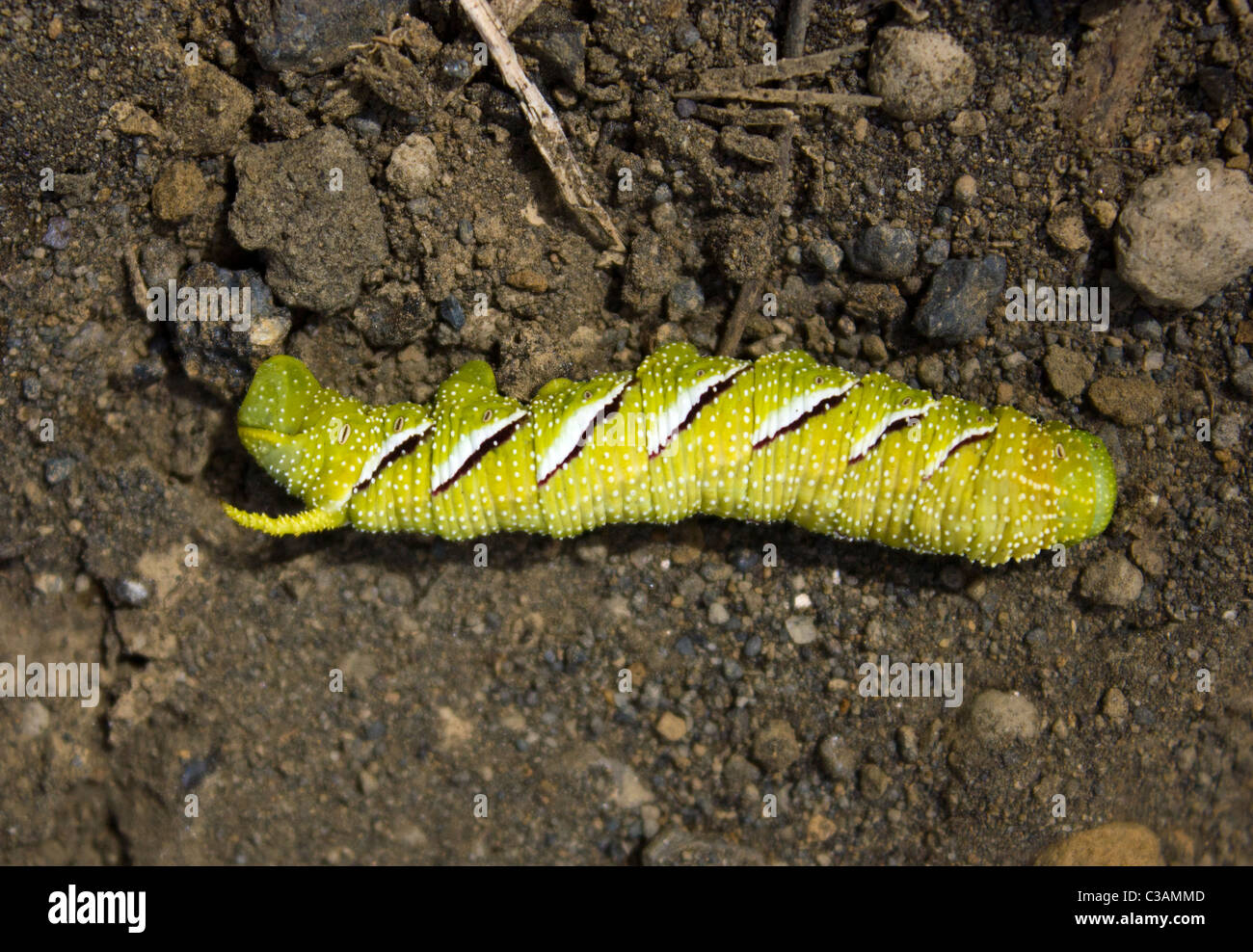 Privet Hawk Moth caterpillar Sphinx ligustri, Isabela island, Galapagos ...