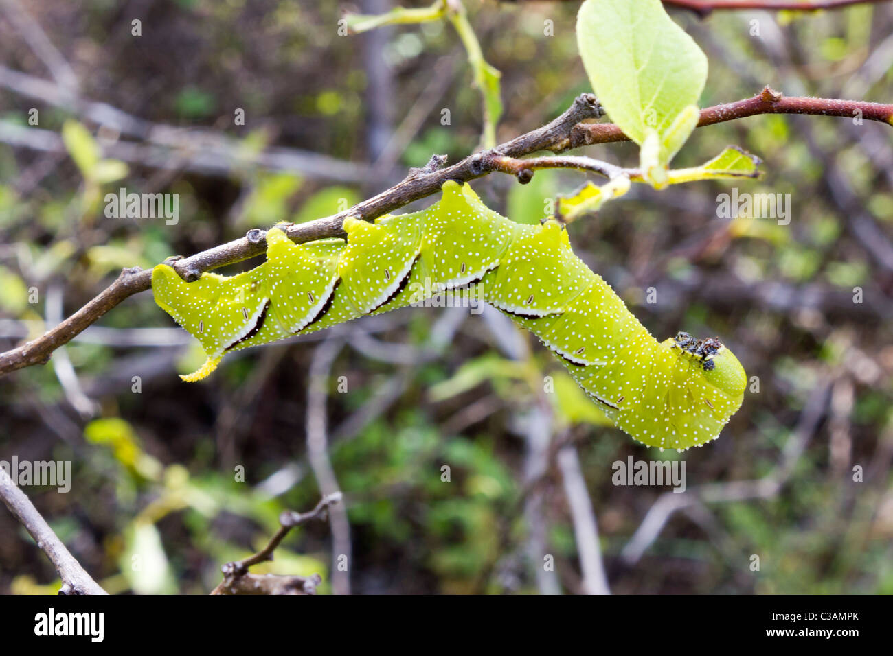 Privet Hawk Moth caterpillar Sphinx ligustri, Isabela island, Galapagos ...