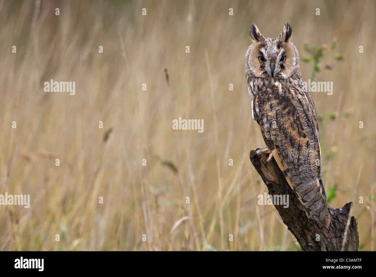 Otus Stock Photos & Otus Stock Images - Alamy