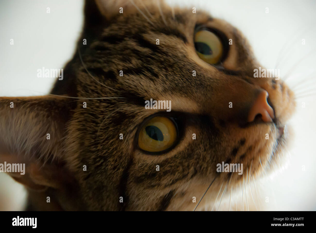Cat face hi-res stock photography and images - Alamy