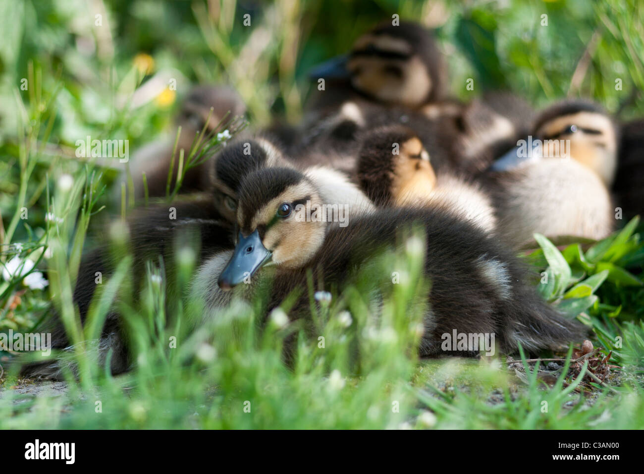 Ducklings eating hi-res stock photography and images - Alamy