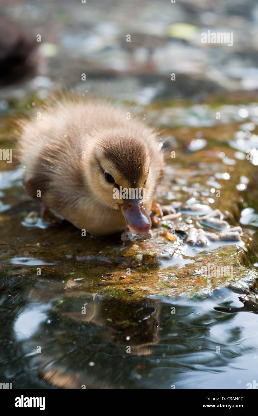 Duckling eating hi-res stock photography and images - Alamy