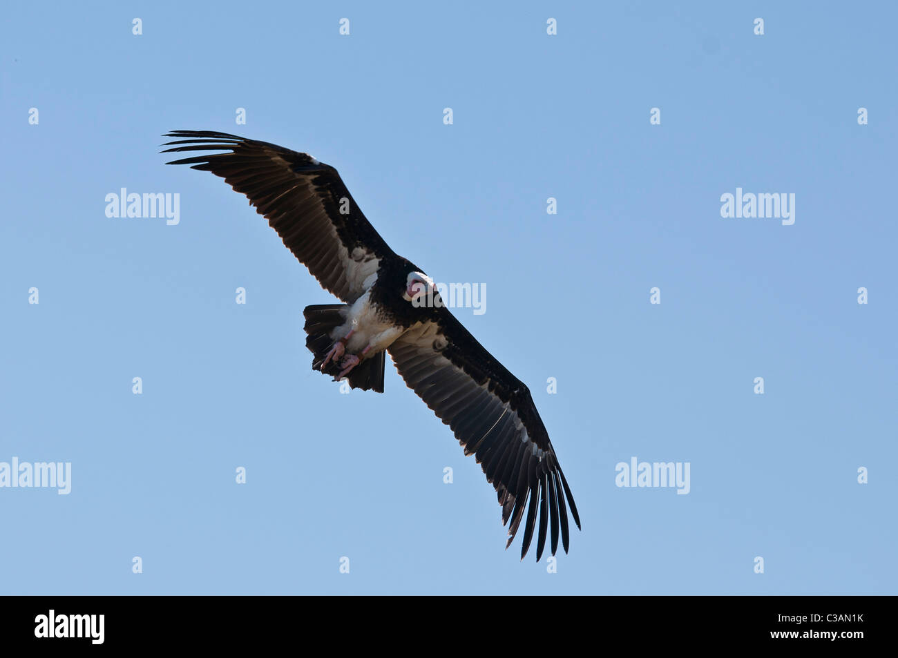 White Headed Vulture Stock Photo - Alamy