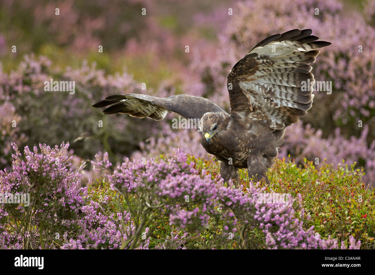 Buteo Buteo Stock Photos & Buteo Buteo Stock Images - Alamy