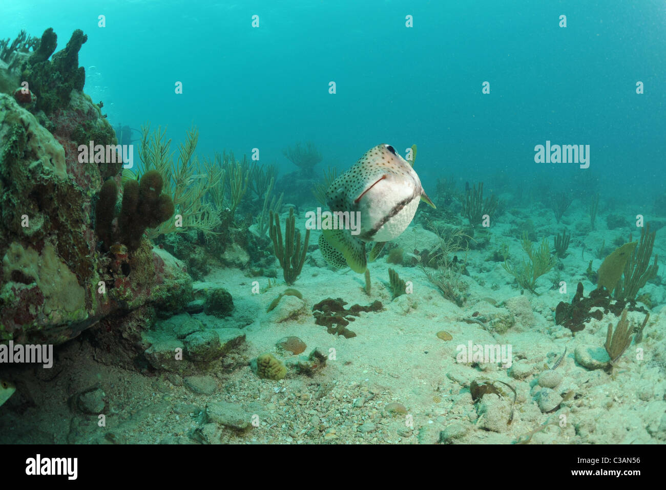 Smiling Porcupine Puffer Fish Stock Photo - Alamy