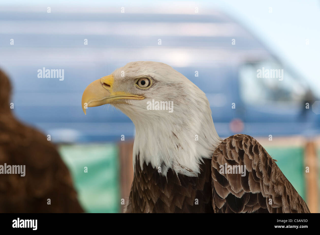 Barry the bald eagle hi-res stock photography and images - Alamy