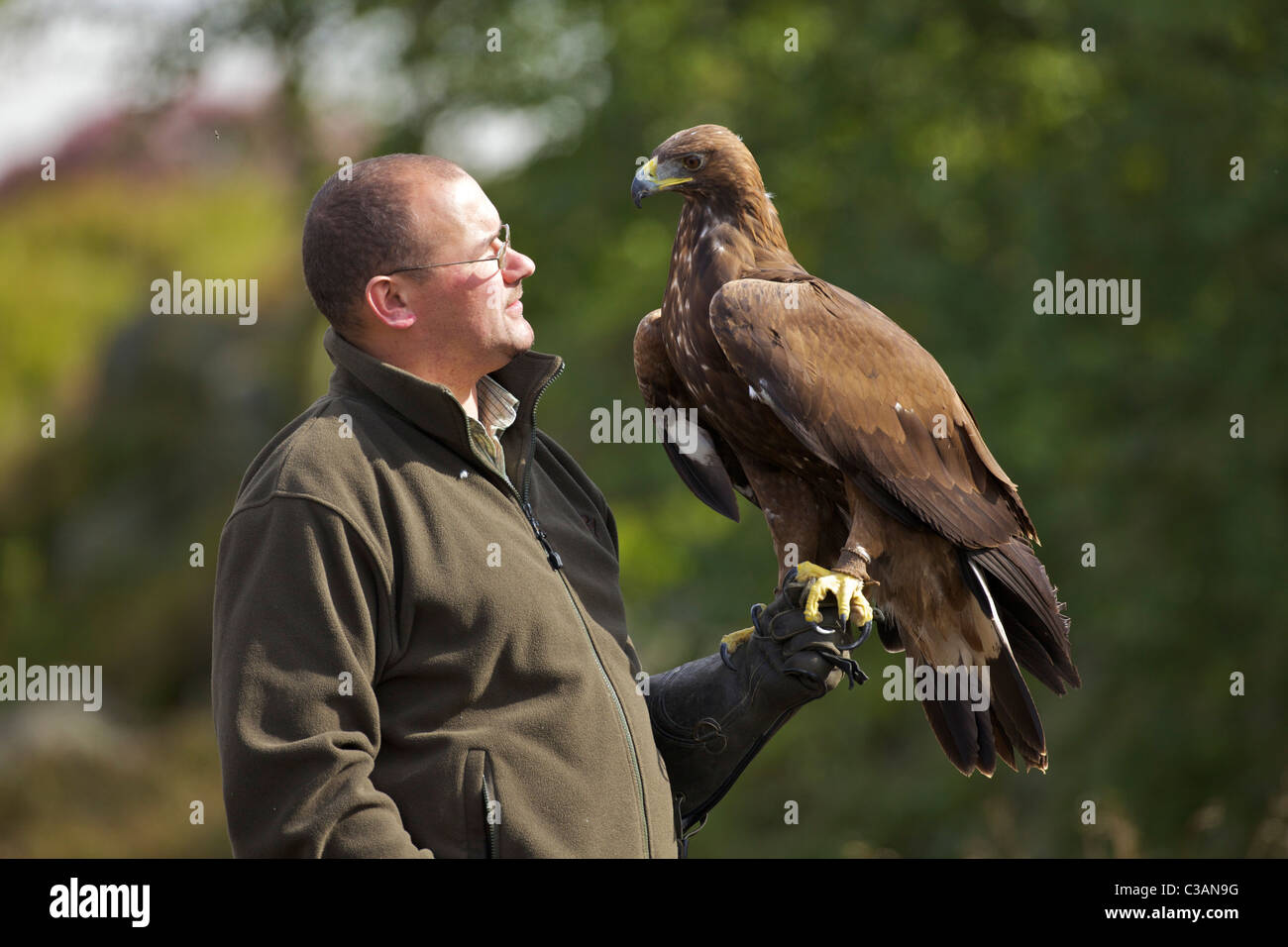 Golden eagle, Aquila chrysaetos, with handler, Loughborough ...