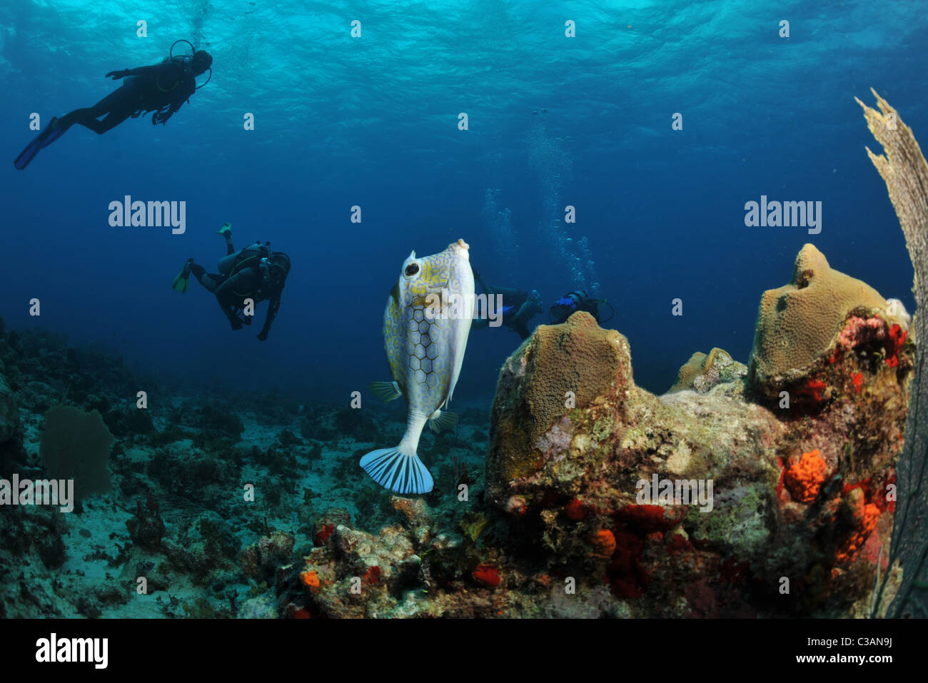 Honeycomb cowfish hi-res stock photography and images - Alamy