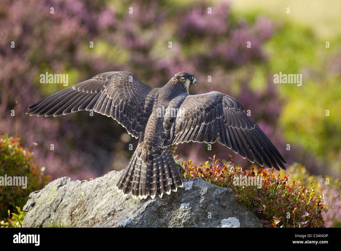 Peregrine Falcon England Stock Photos & Peregrine Falcon England Stock ...