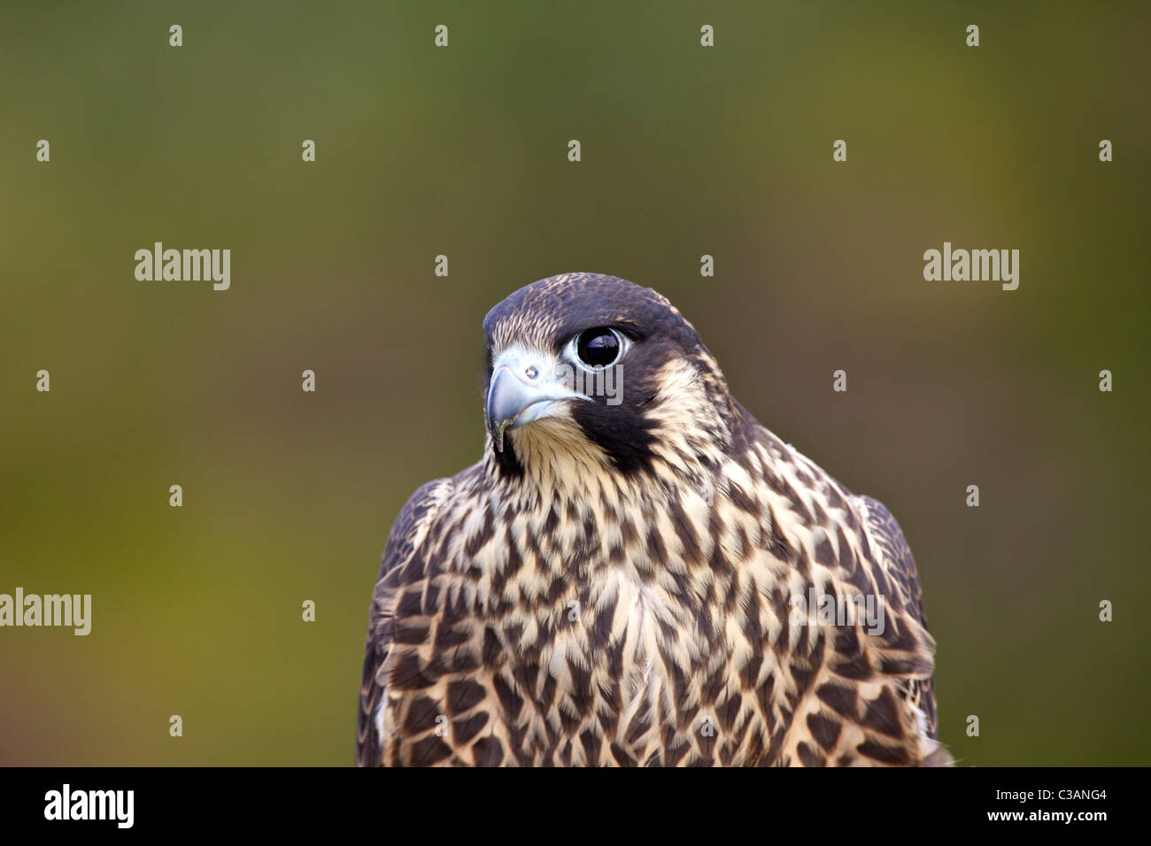 Peregrine falcon uk hi-res stock photography and images - Alamy