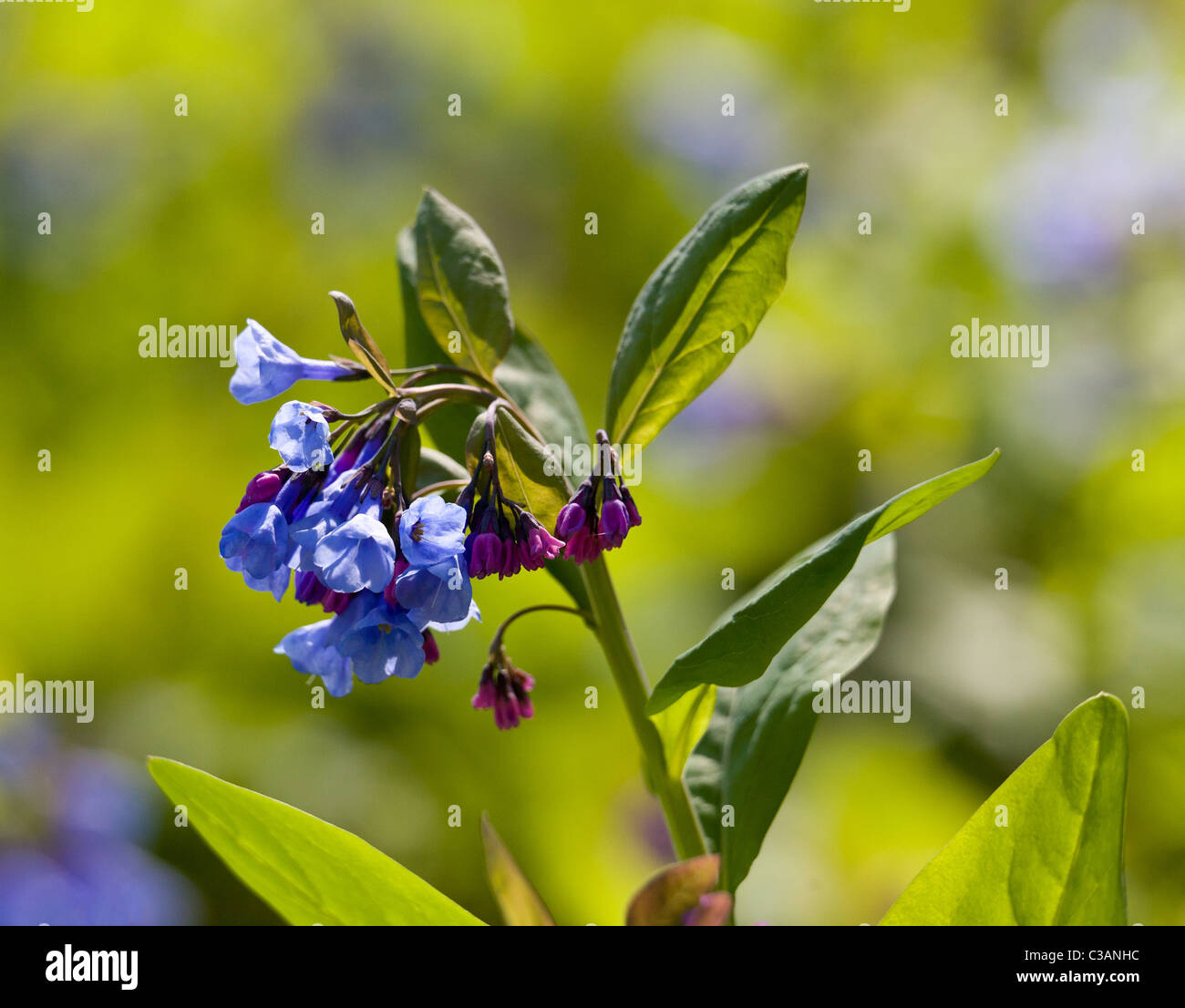 Fresh wild bluebells in a forest in the spring as the blooms start to ...