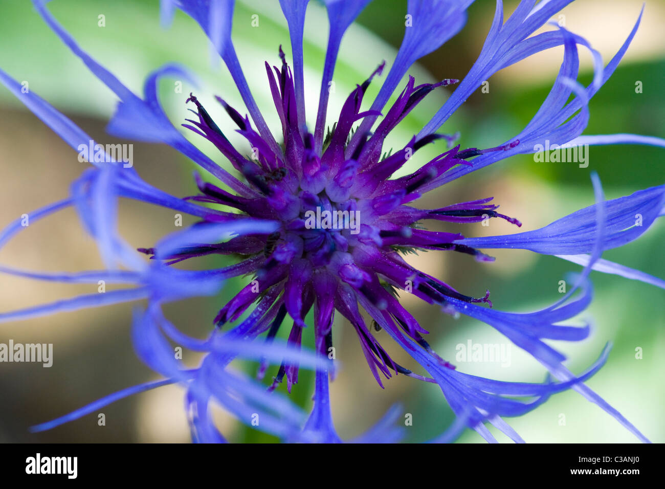 Centaurea montana. Perennial cornflower, Mountain bluet, Knapweed ...