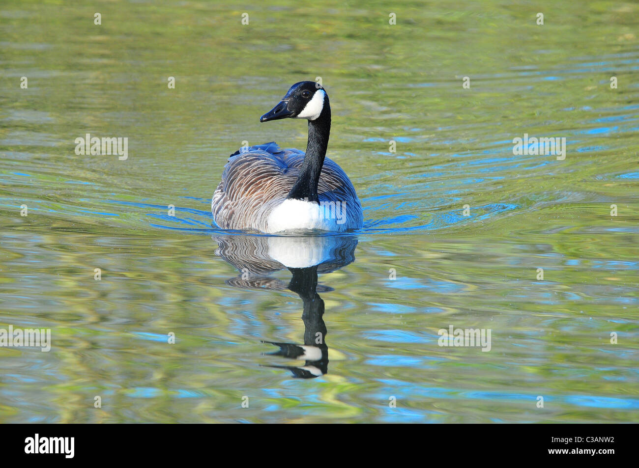 Canada goose early morning hi-res stock photography and images - Alamy