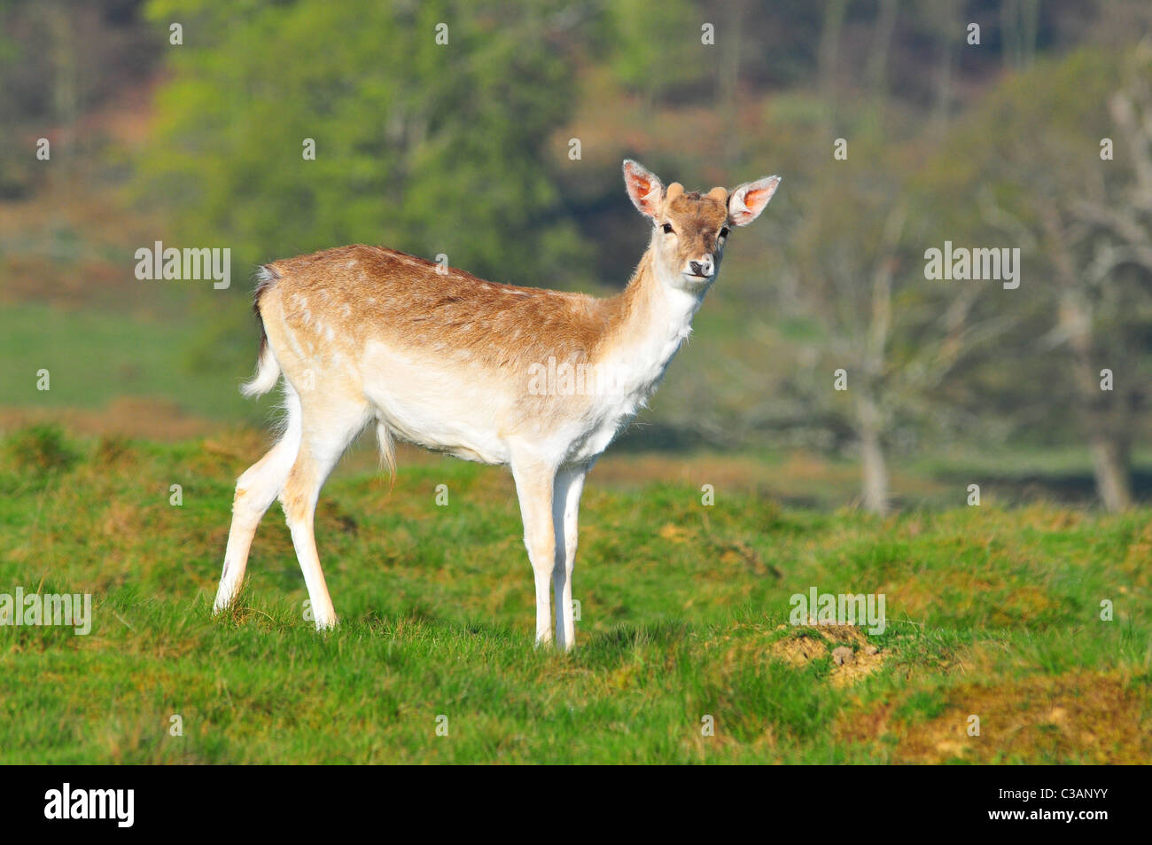 Juvenile male Fallow deer Stock Photo - Alamy