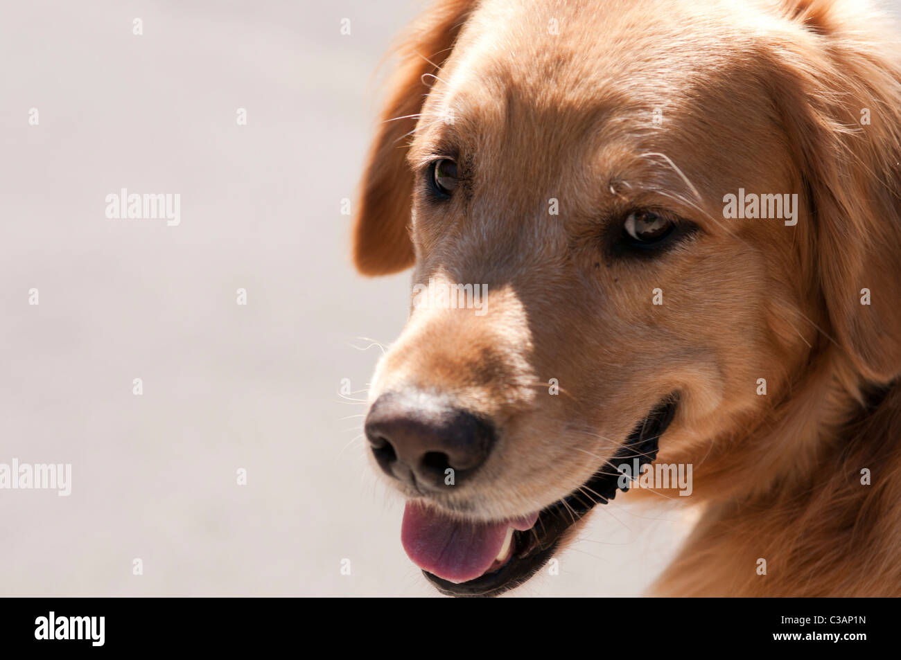 Portrait of Golden Retriever Stock Photo - Alamy