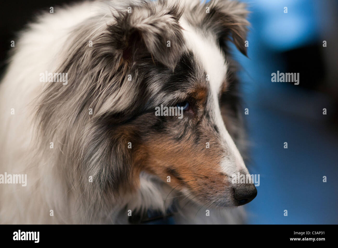 Tricolor shetland sheepdog hi-res stock photography and images - Alamy