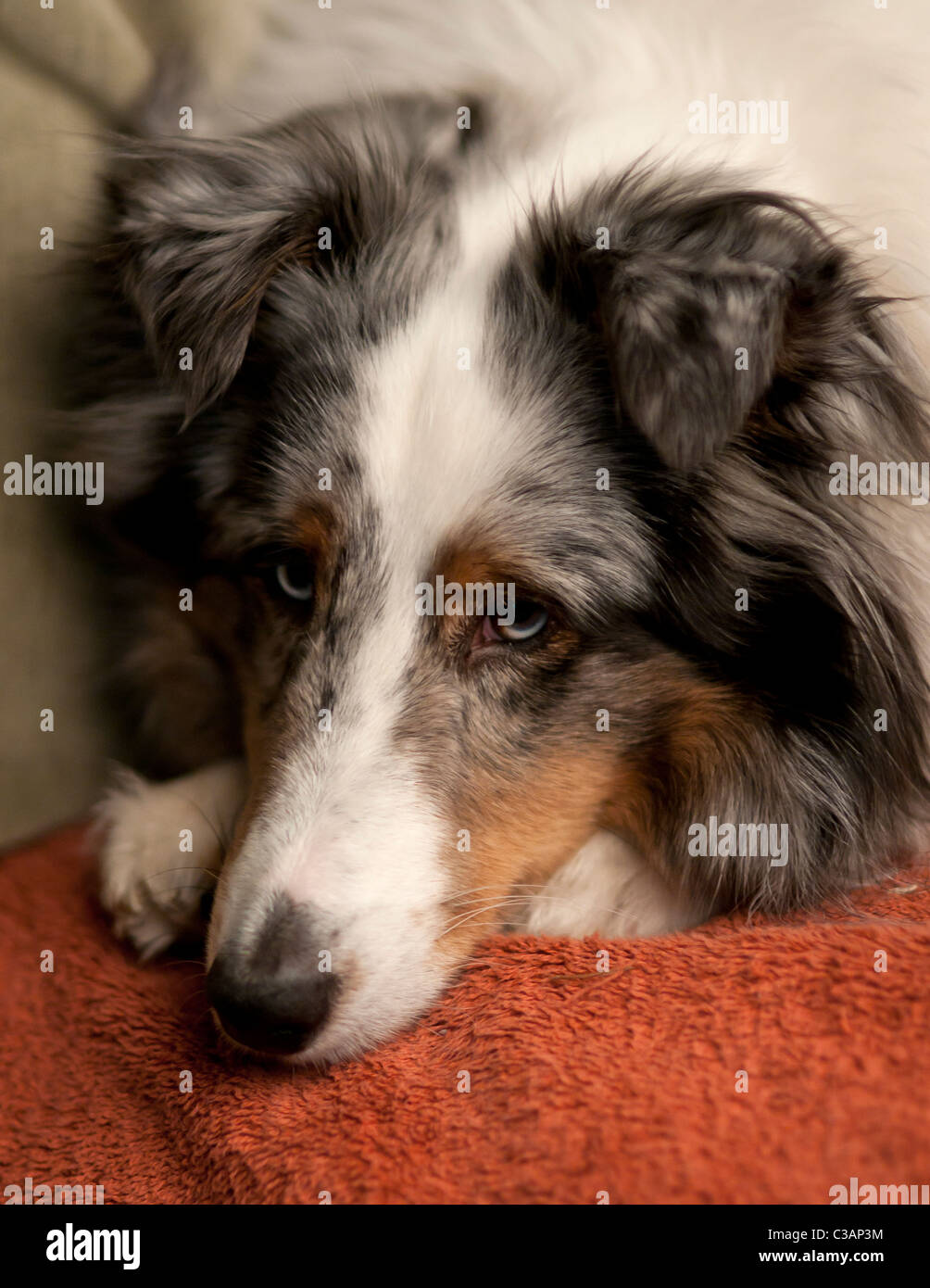 Shetland sheepdog relaxing on sofa Stock Photo - Alamy