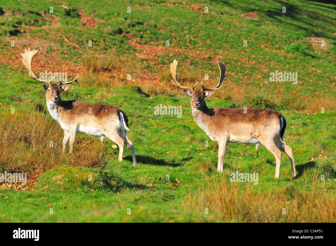 Stags males hi-res stock photography and images - Alamy