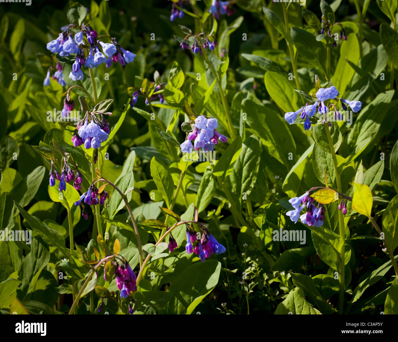 Virginia bell flower hi-res stock photography and images - Alamy