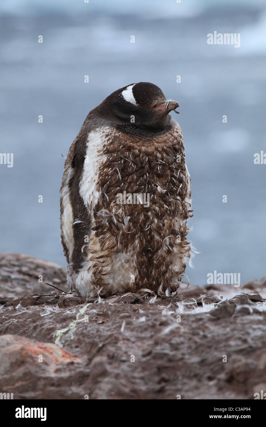 Extremely dirty moulting [Gentoo penguin] [Pygoscelis papua] standing ...