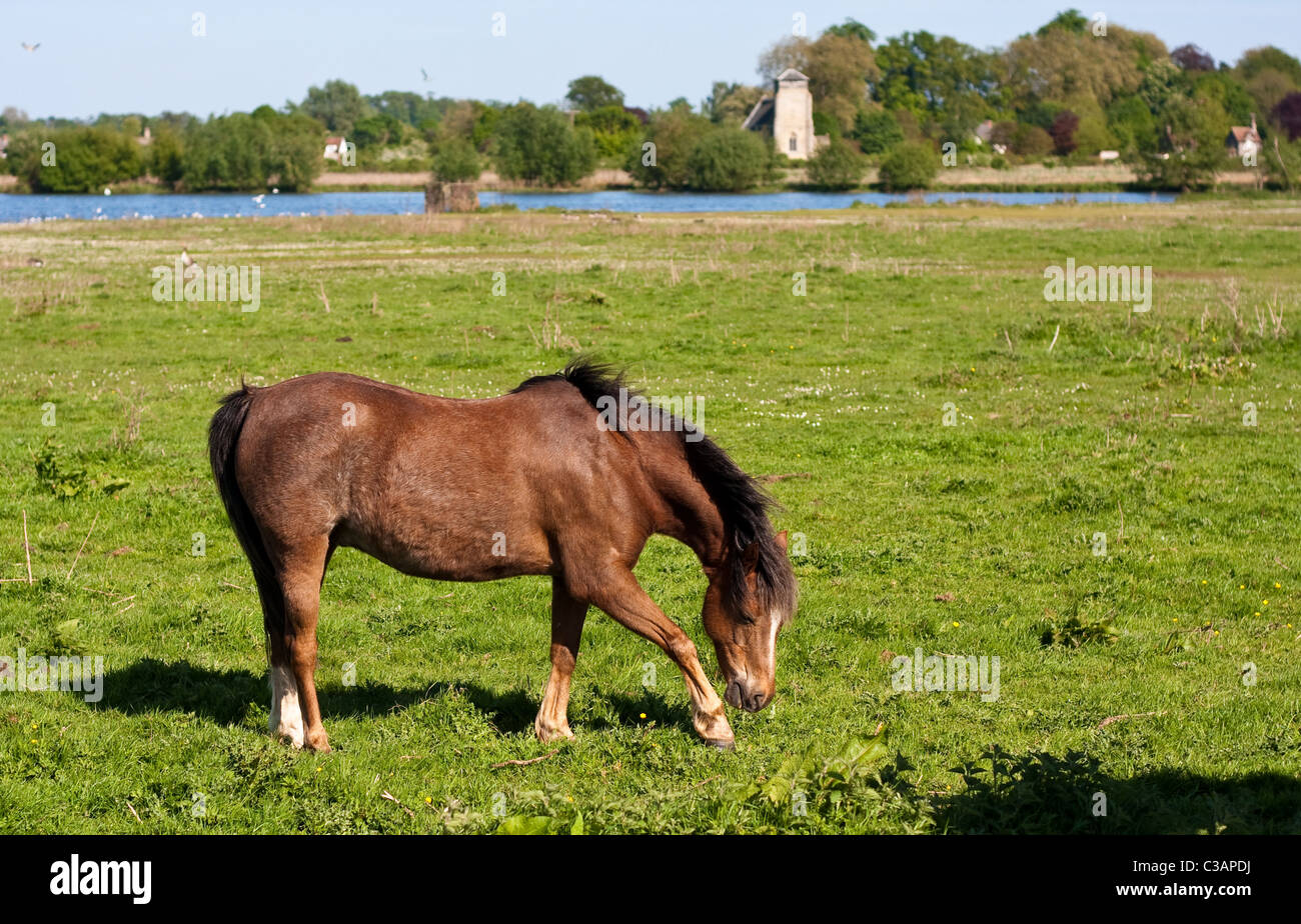 Ampton water hi-res stock photography and images - Alamy